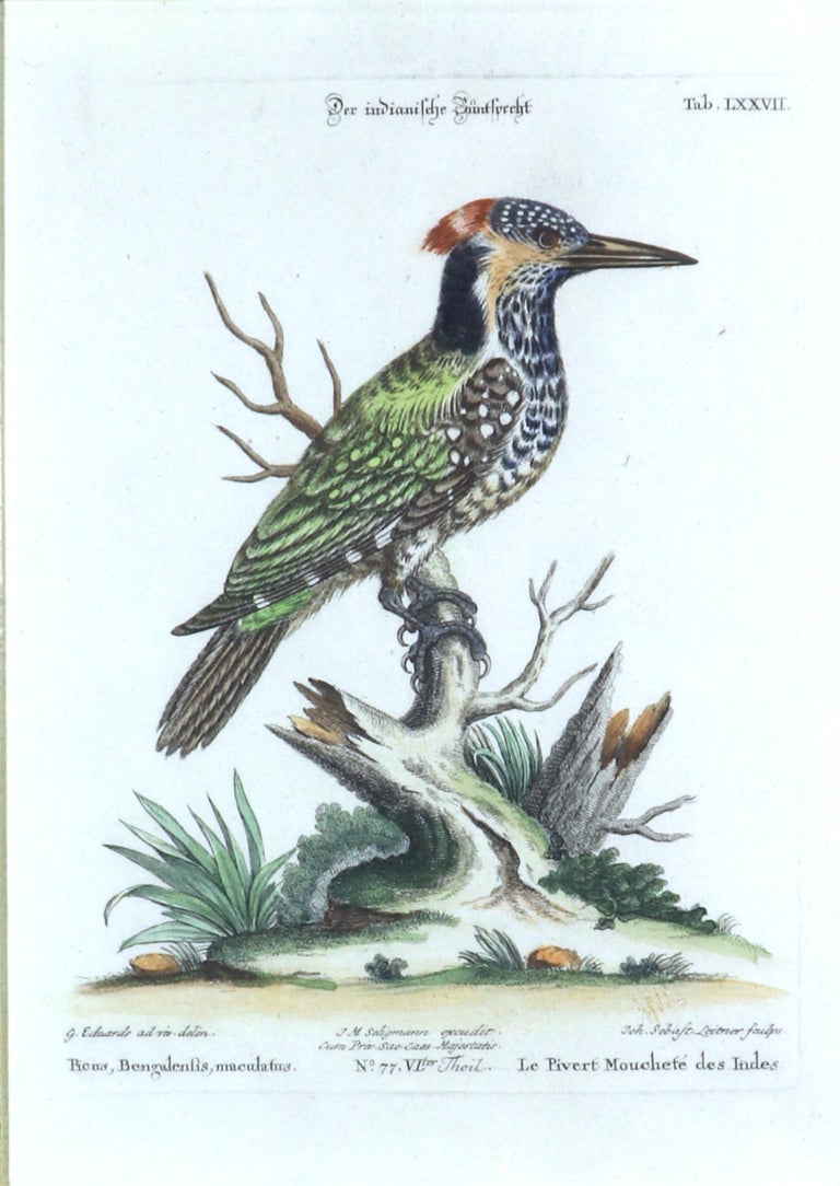 Seligmann Bird Prints-Set of Five- After George Edwards For Sale at 1stDibs