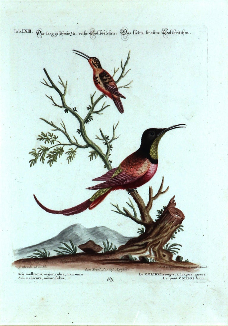 Seligmann Bird Prints-Set of Five- After George Edwards For Sale at 1stDibs