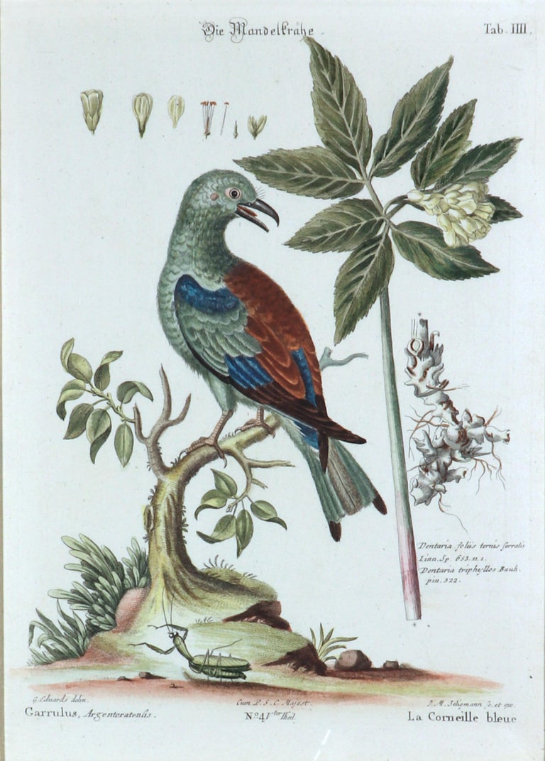 Seligmann Bird Prints-Set of Five- After George Edwards For Sale at 1stDibs