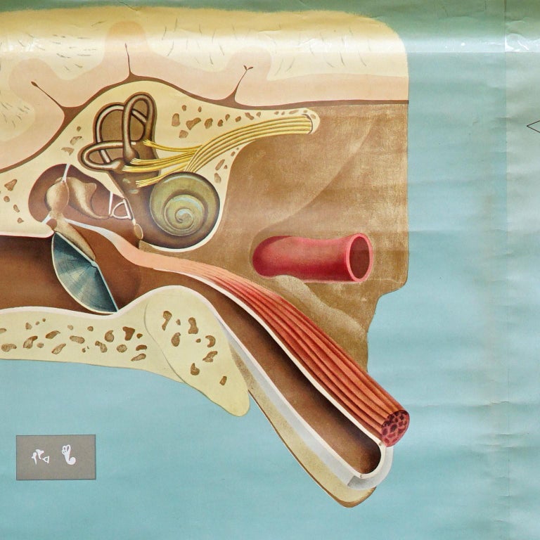 Sense of Hearing and Balance Equilibrum Wall Chart Medical Poster For ...