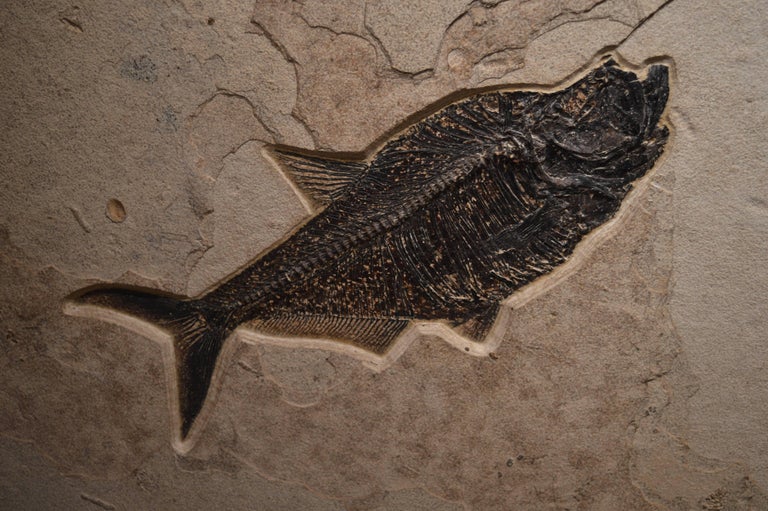 'Sentinel' Solid Wood Sliding Barn Style Door with Rock, Fossil and ...