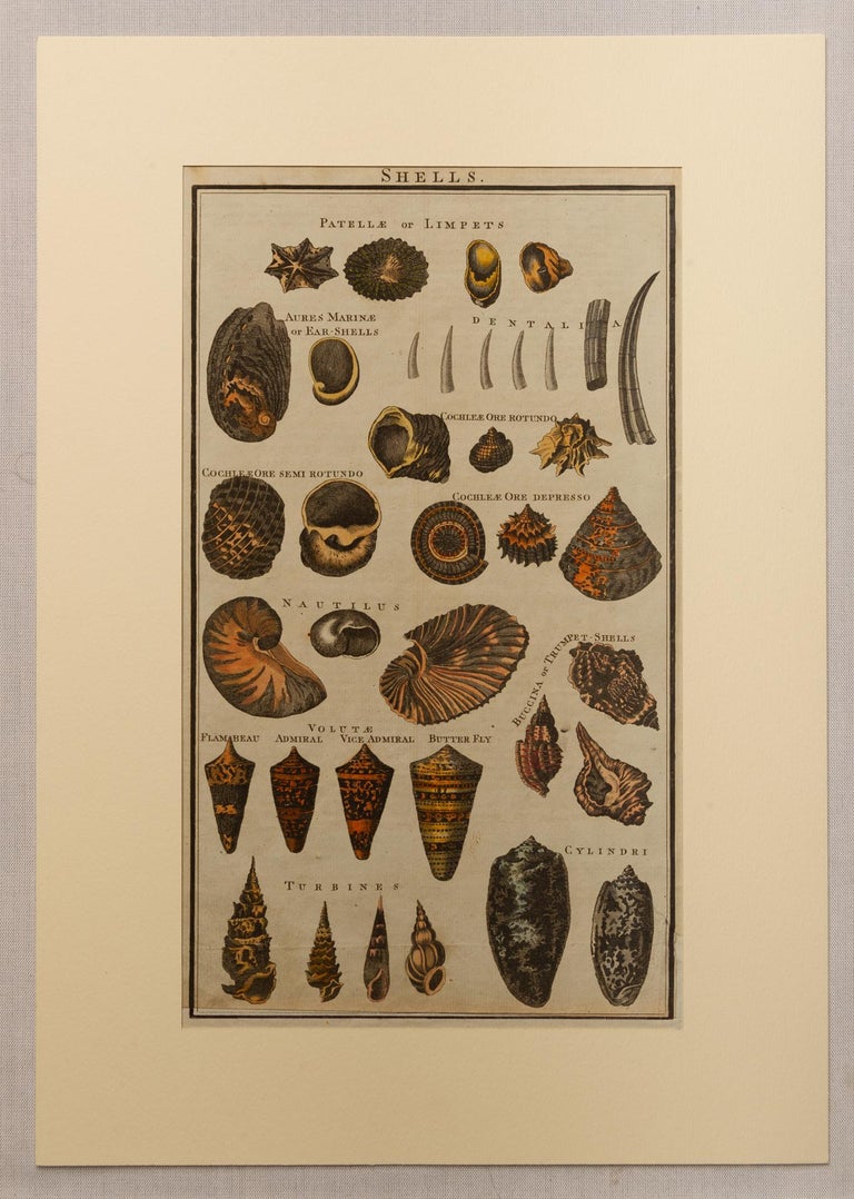 Series of Antique Shells Etchings For Sale at 1stDibs