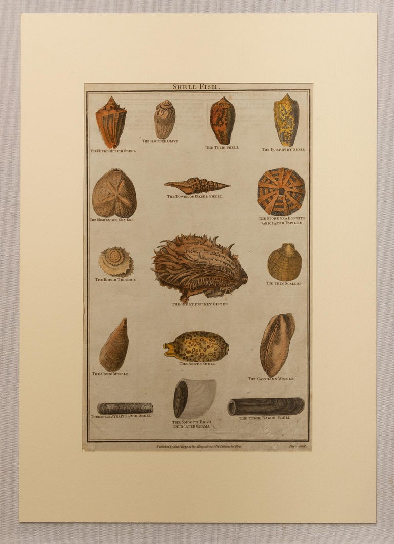 Series of Antique Shells Etchings For Sale at 1stDibs