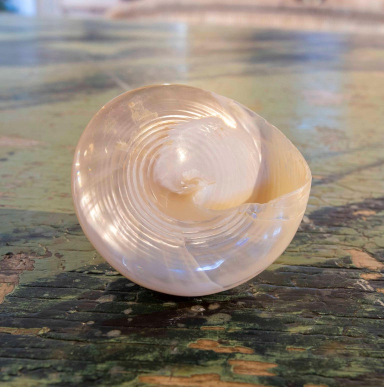 Set Consisting of Four Shells of Different Shapes of Mother-of-pearl ...