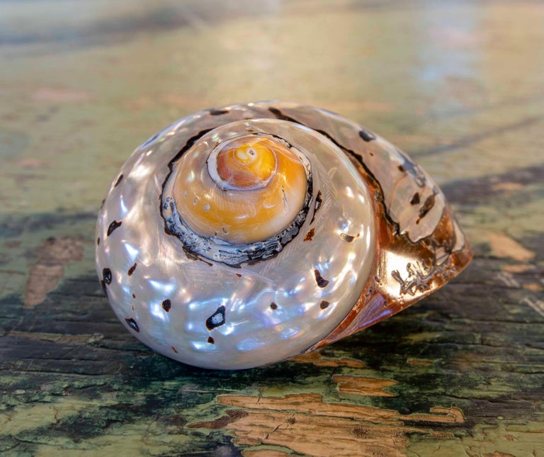 Set Consisting of Four Shells of Different Shapes of Mother-of-pearl ...