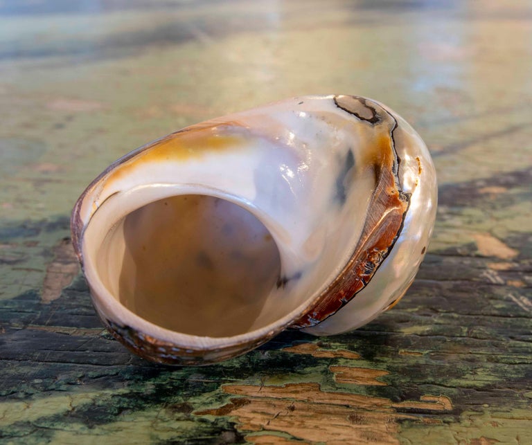 Set Consisting of Four Shells of Different Shapes of Mother-of-pearl ...