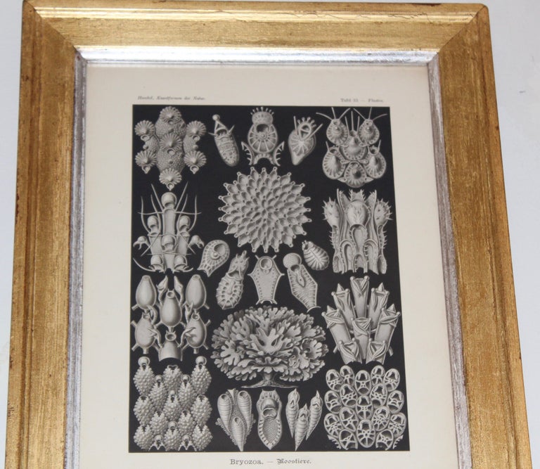 Set of Five Prints from “Art Forms in Nature” by Ernst Haeckel, 1899 ...