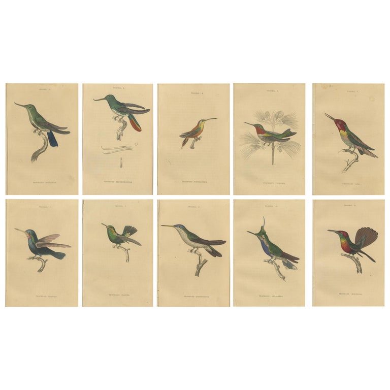 Set of 10 Antique Bird Prints, Fiery-Tailed Hummingbird, by Jardine ...