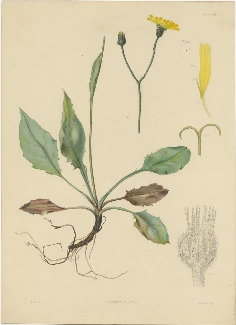 Set of 10 Antique Botany Prints H. Alpinum and other Flowering Plants ...