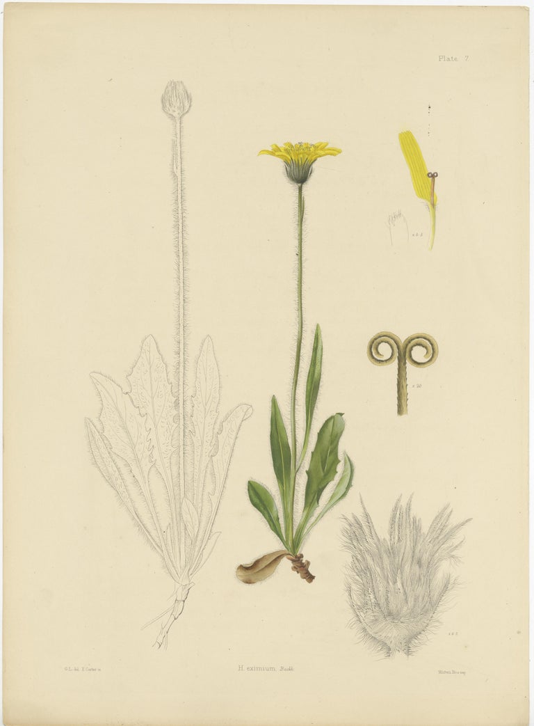 Set of 10 Antique Botany Prints H. Alpinum and other Flowering Plants ...