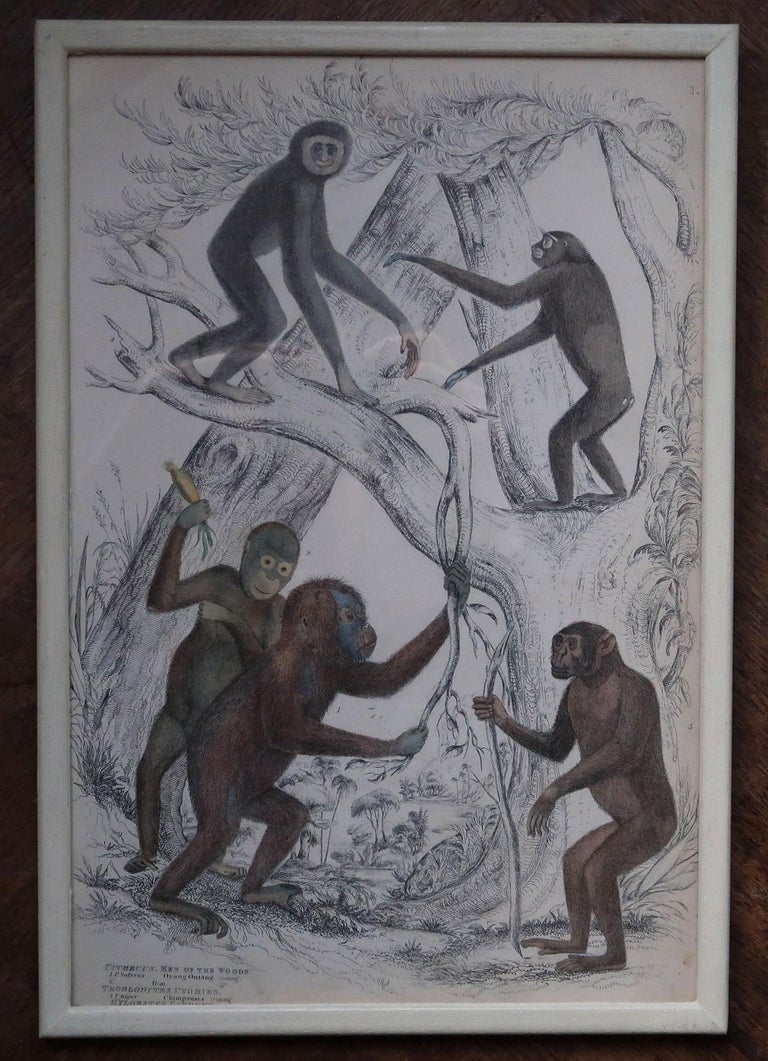 Set of 10 Original Antique Monkey Prints in Cream Painted Frames, 1830s ...