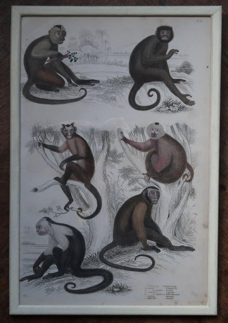 Set of 10 Original Antique Monkey Prints in Cream Painted Frames, 1830s ...