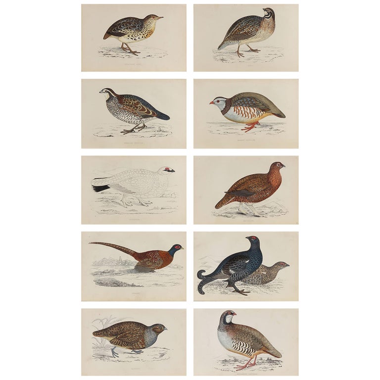 Set of 10 Original Antique Prints of Game Birds, circa 1870 For Sale at ...
