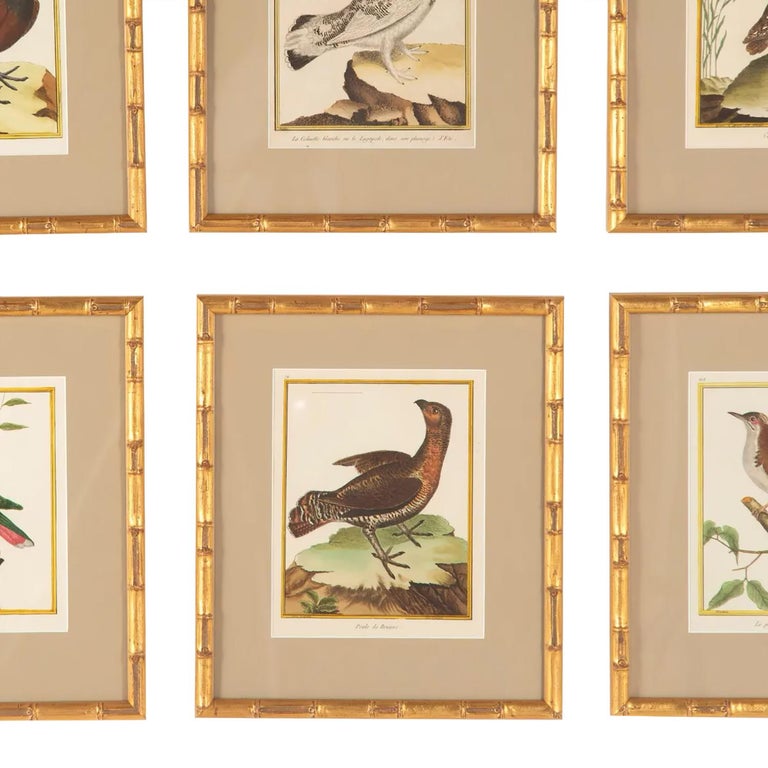 Set of 12 18th Century Martinet Bird Engravings at 1stDibs | francois ...