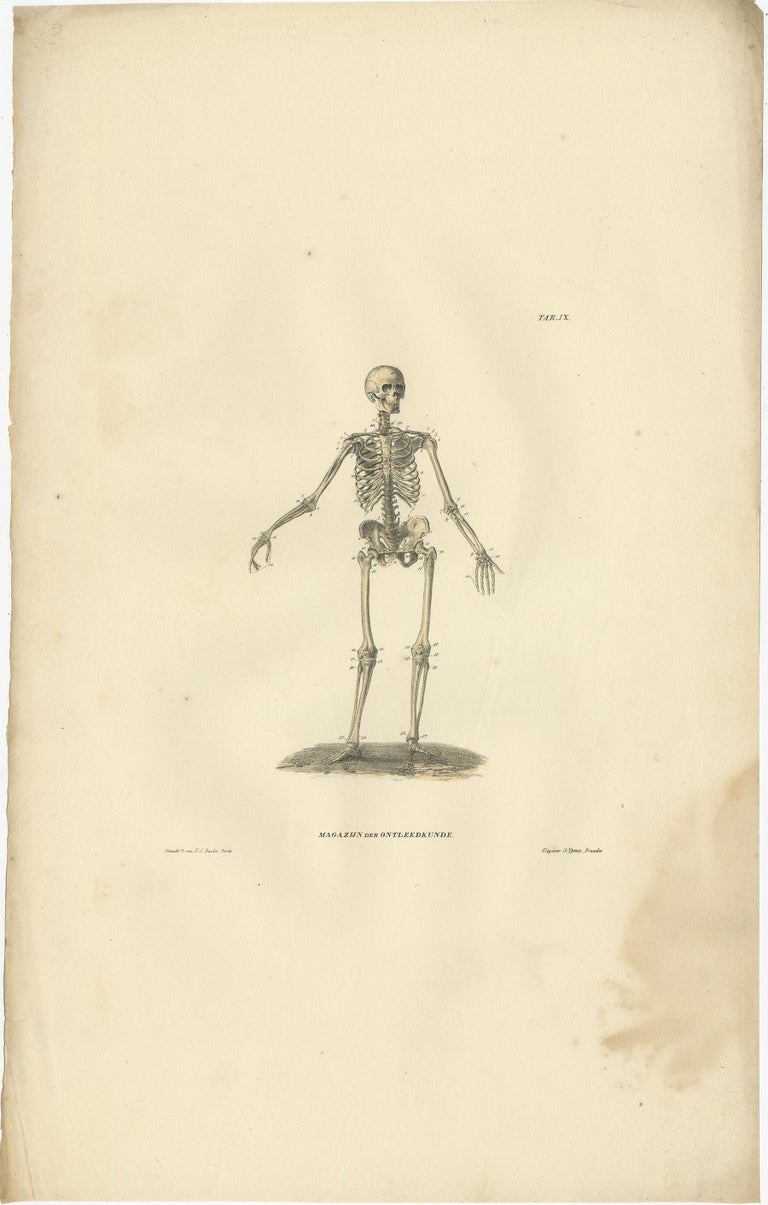 Set of 12 Antique Anatomy Prints of Osteology, '1839' For Sale at 1stDibs