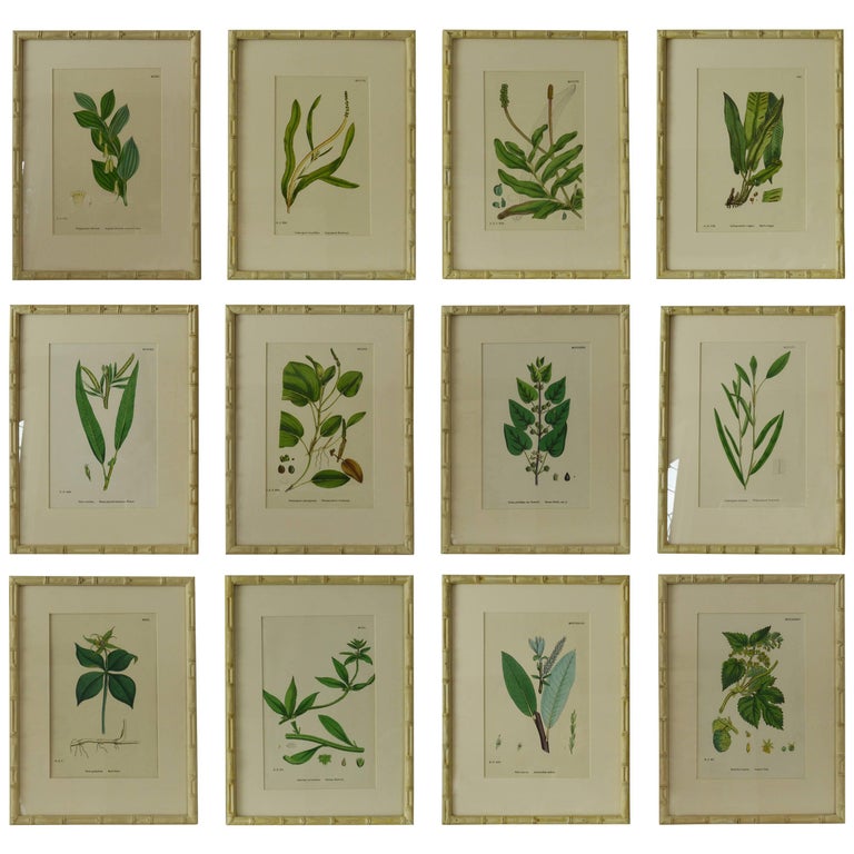 Set of 12 Antique Botanical Prints in Faux Ivory Frames at 1stDibs