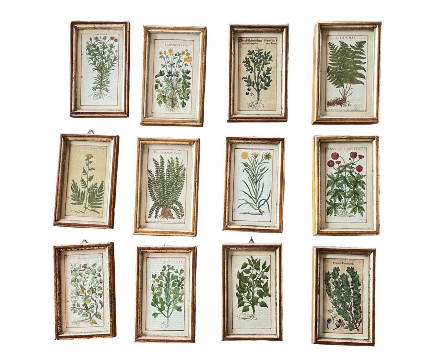 Set of 12 Antique Hand-Painted Botanical Prints, 18th Century For Sale ...