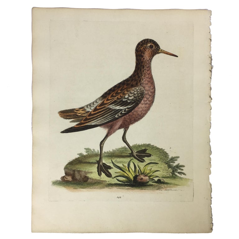 Set of 12 Bird Prints by George Edwards, circa 1750 For Sale at 1stDibs