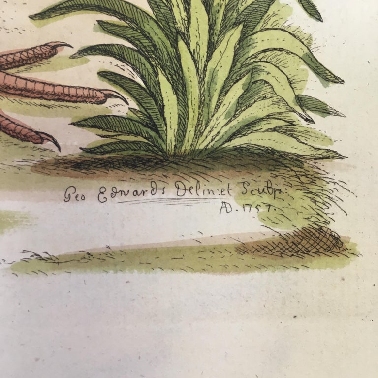 Set of 12 Bird Prints by George Edwards, circa 1750 For Sale at 1stDibs