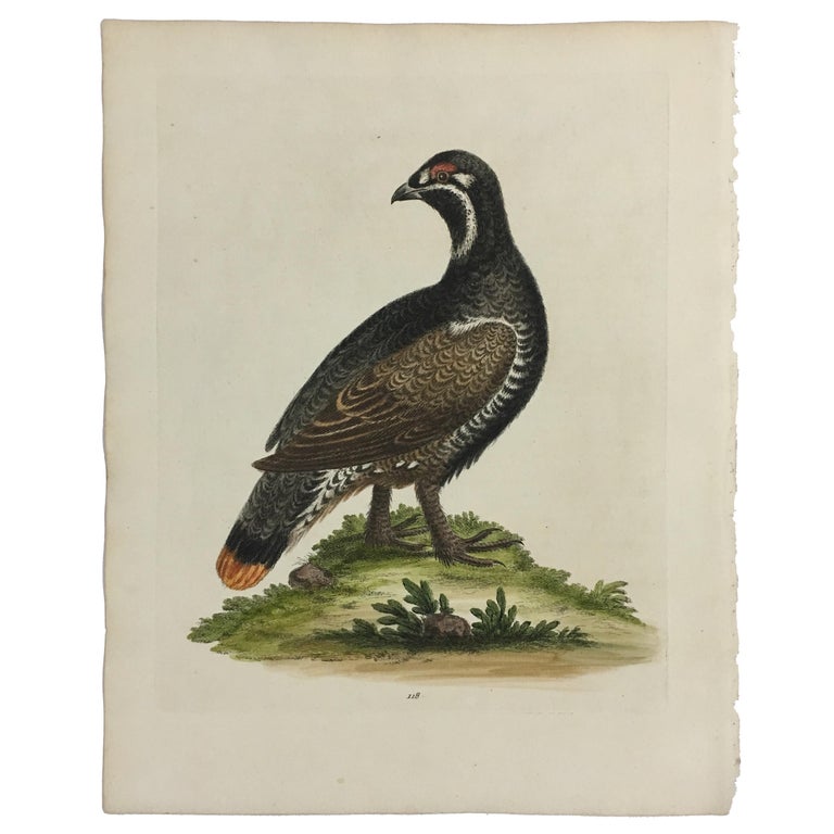 Set of 12 Bird Prints by George Edwards, circa 1750 For Sale at 1stDibs