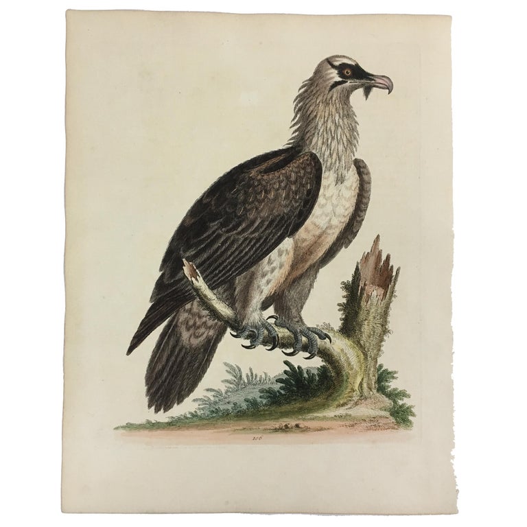 Set of 12 Bird Prints by George Edwards, circa 1750 For Sale at 1stDibs