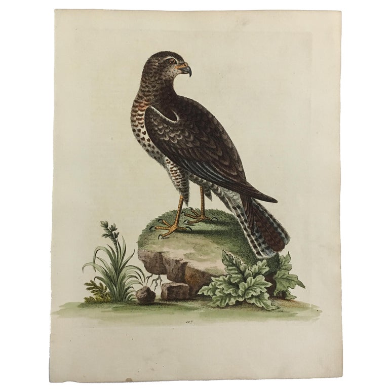 Set of 12 Bird Prints by George Edwards, circa 1750 For Sale at 1stDibs