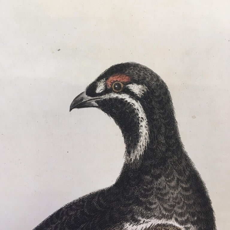Set of 12 Bird Prints by George Edwards, circa 1750 For Sale at 1stDibs