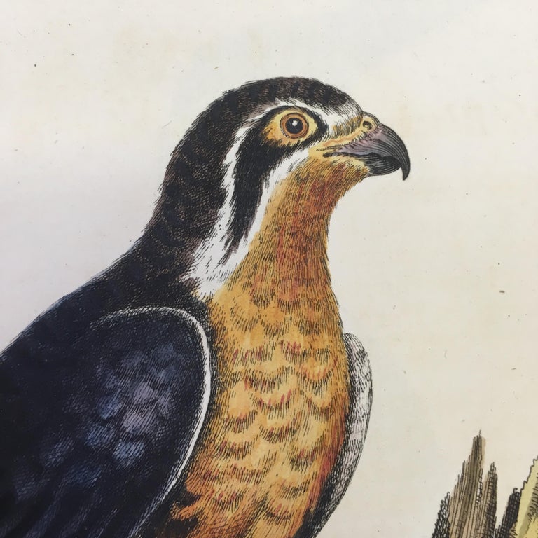 Set of 12 Bird Prints by George Edwards, circa 1750 For Sale at 1stDibs