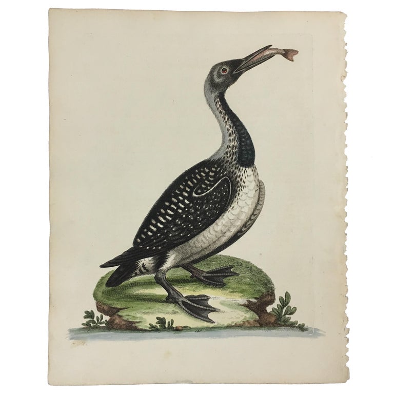Set of 12 Bird Prints by George Edwards, circa 1750 For Sale at 1stDibs