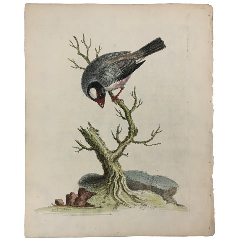 Set of 12 Bird Prints by George Edwards, circa 1750 For Sale at 1stDibs