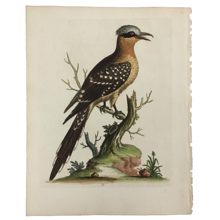 Set of 12 Bird Prints by George Edwards, circa 1750 For Sale at 1stDibs