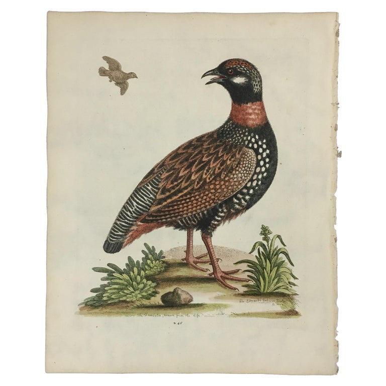 Set of 12 Bird Prints by George Edwards, circa 1750 For Sale at 1stDibs