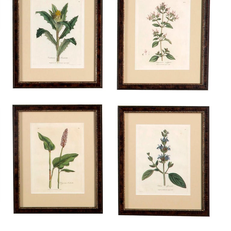 Set of 12 Botanical Engravings by Woodville at 1stDibs