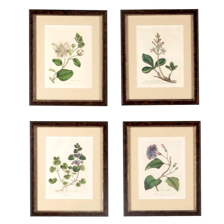 Set of 12 Botanical Engravings by Woodville at 1stDibs