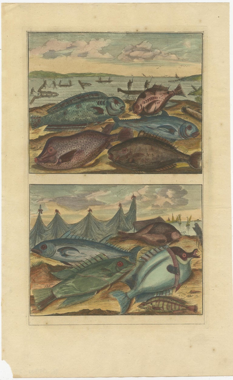 Set of 12 Colored Antique Prints of various Fish species and other ...