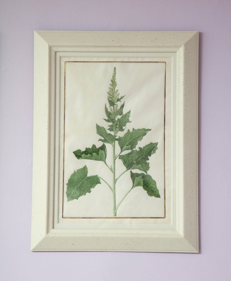 Set of 12 English 18th Century Botanical Studies at 1stDibs