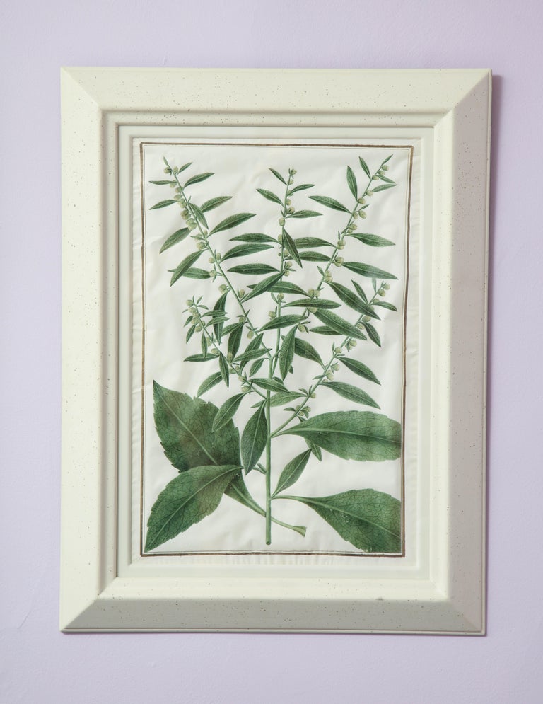 Set of 12 English 18th Century Botanical Studies at 1stDibs