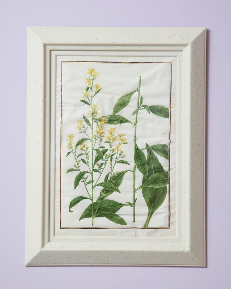 Set of 12 English 18th Century Botanical Studies at 1stDibs