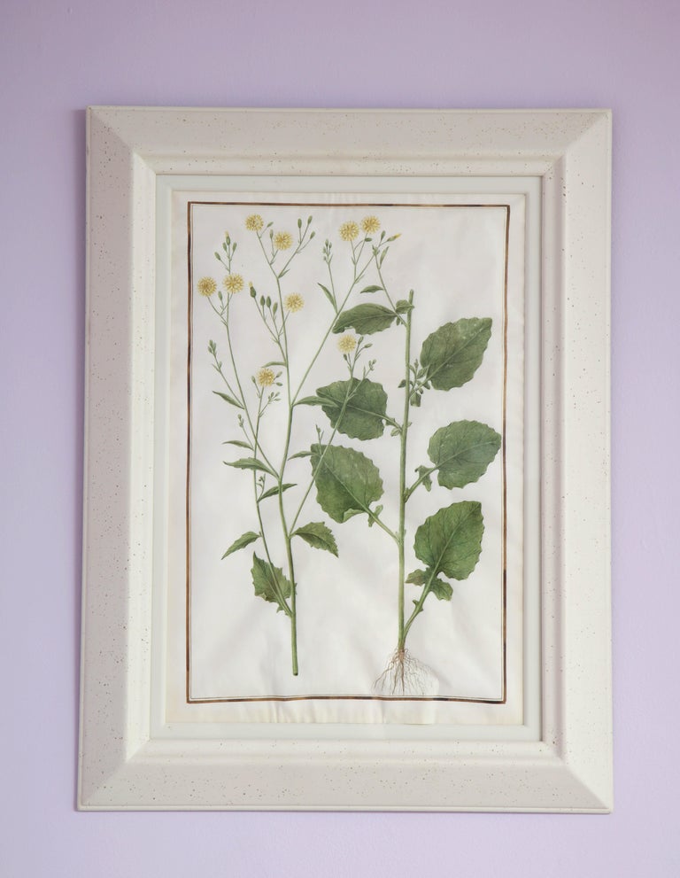 Set of 12 English 18th Century Botanical Studies at 1stDibs