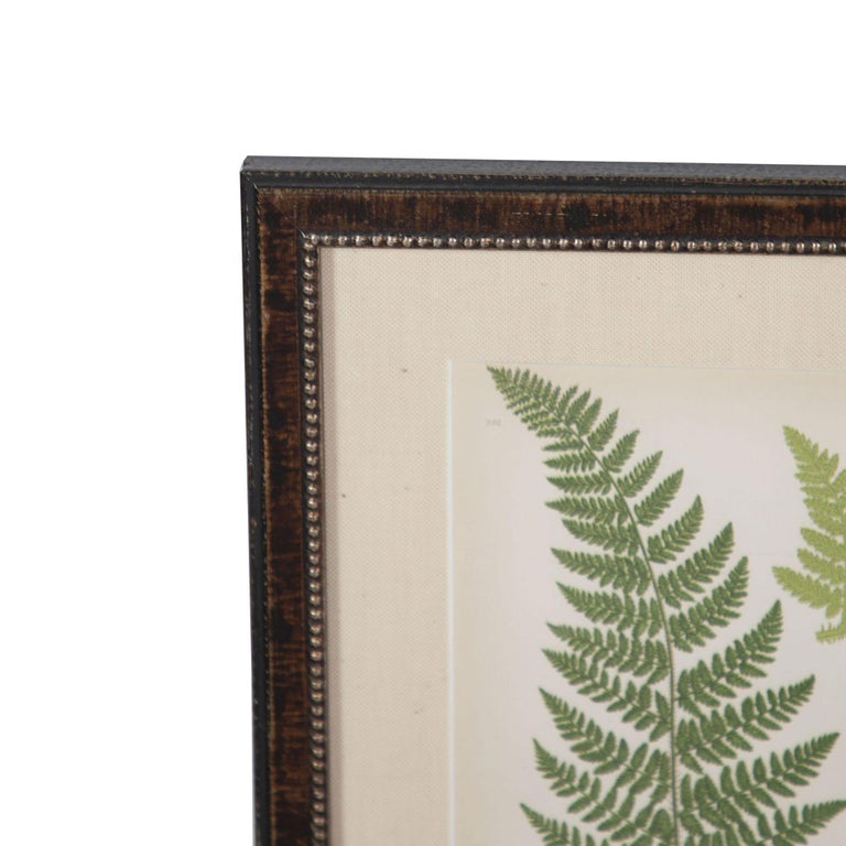 Set of 12 Ferns by Anne Pratt at 1stDibs