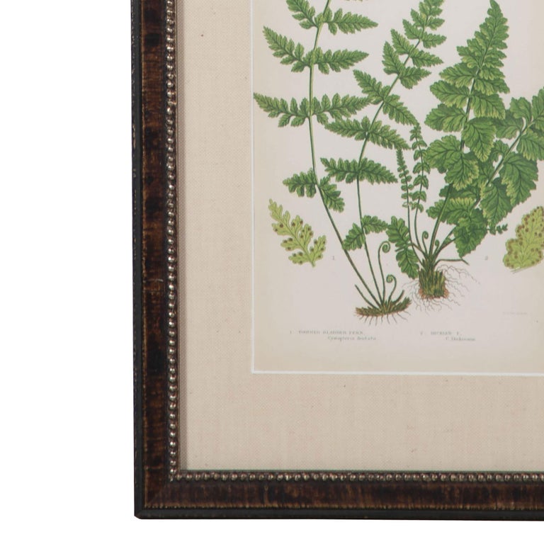 Set of 12 Ferns by Anne Pratt at 1stDibs