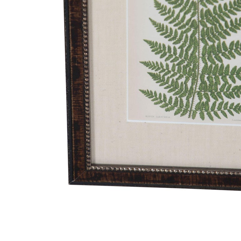 Set of 12 Ferns by Anne Pratt at 1stDibs