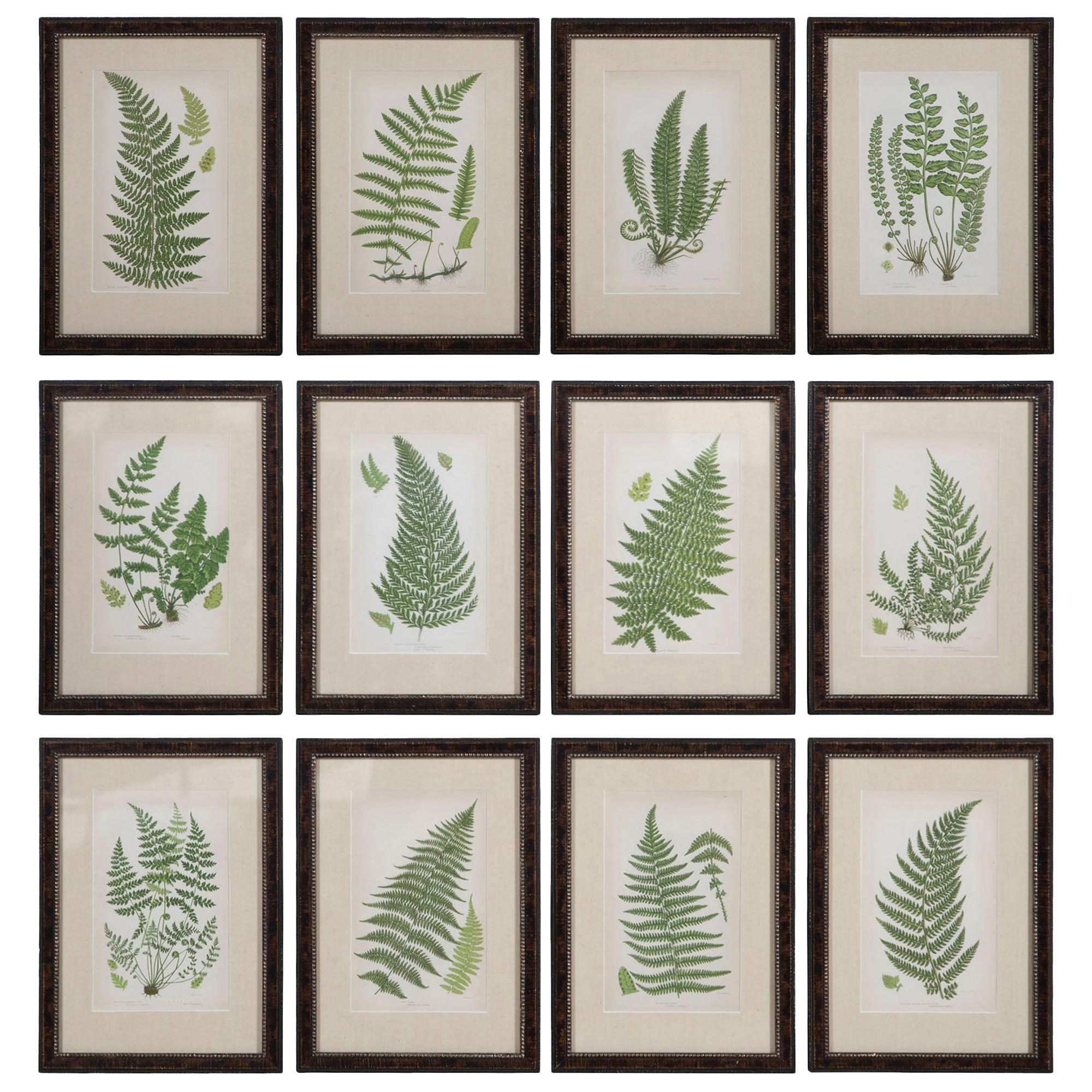 Set of 12 Ferns by Anne Pratt at 1stDibs