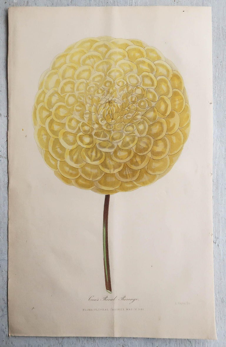 Set of 12 Original Antique Botanical Prints, circa 1840 at 1stDibs