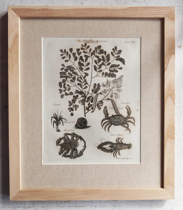 Set of 12 Original Antique Botanical Prints in Ash Frames, C.1790 For ...