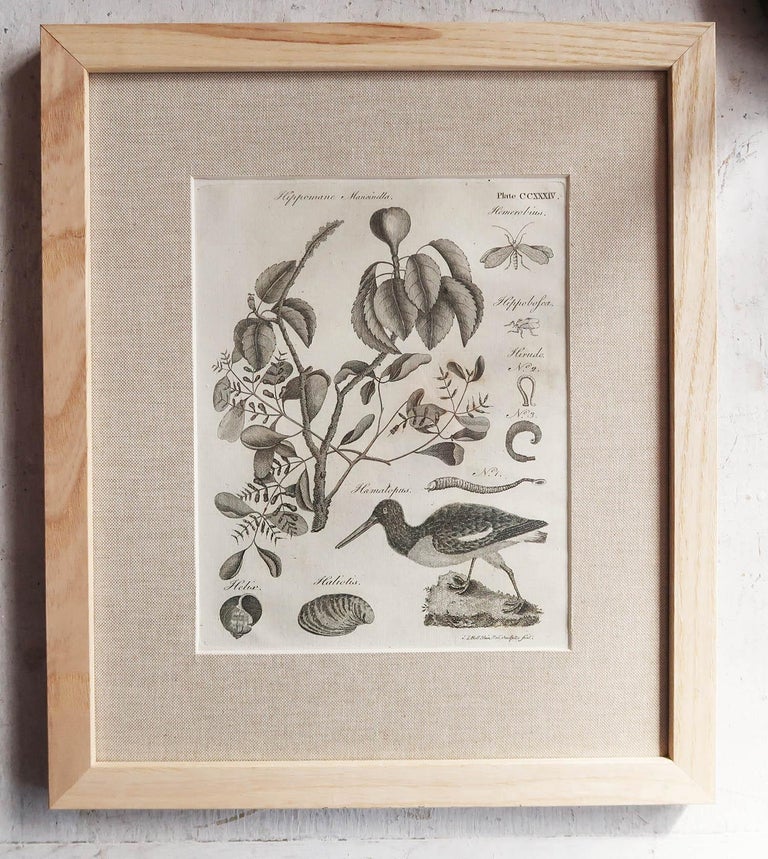 Set of 12 Original Antique Botanical Prints in Ash Frames, C.1790 For ...