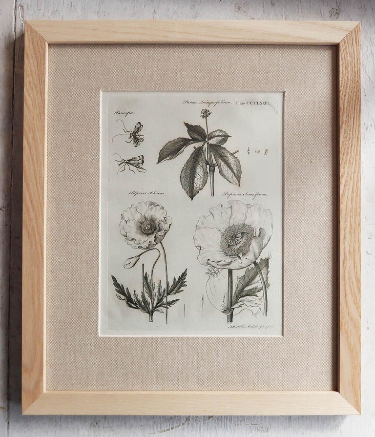Set of 12 Original Antique Botanical Prints in Ash Frames, C.1790 For ...