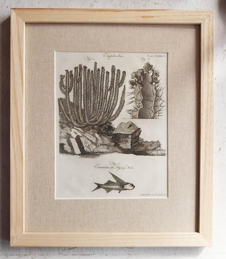 Set of 12 Original Antique Botanical Prints in Ash Frames, C.1790 For ...