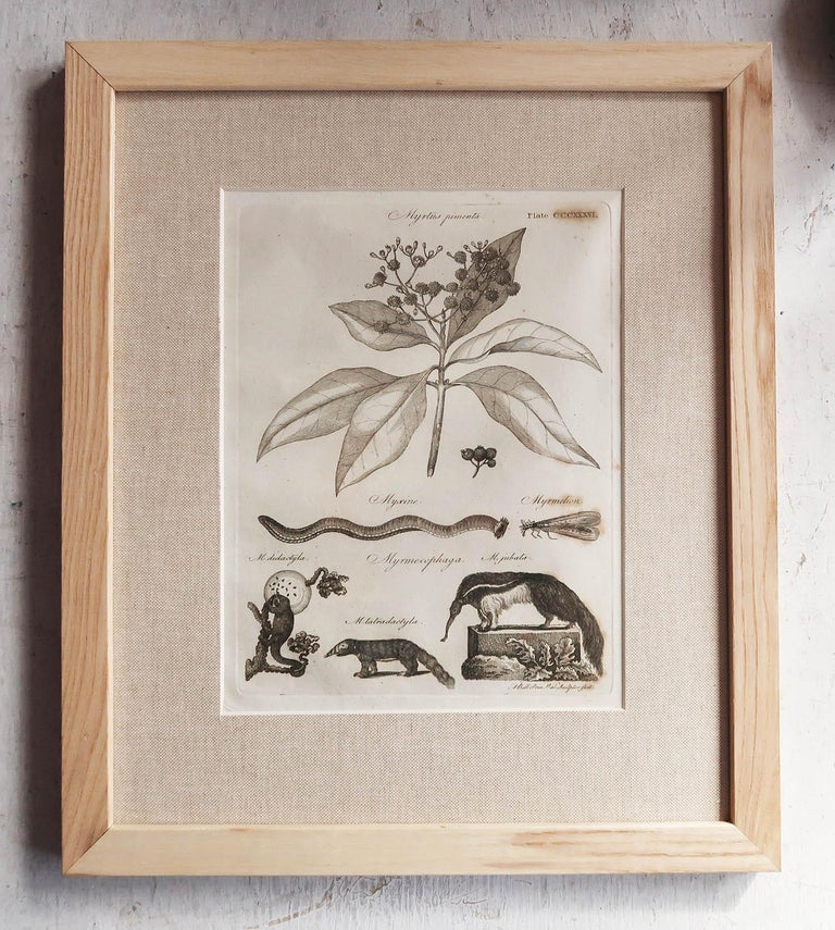 Set of 12 Original Antique Botanical Prints in Ash Frames, C.1790 For ...