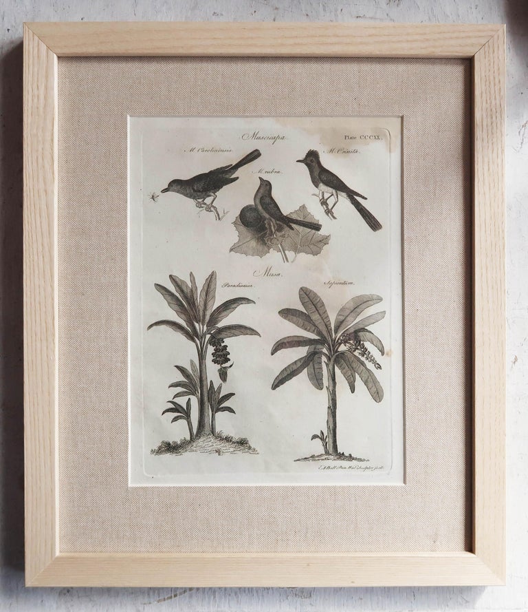 Set of 12 Original Antique Botanical Prints in Ash Frames, C.1790 For ...